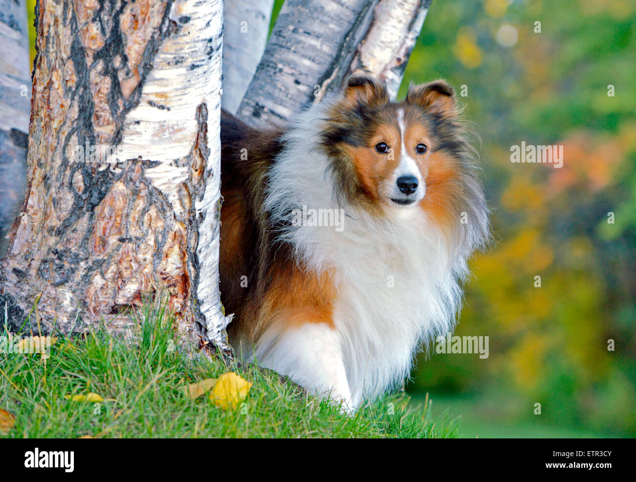 Birch tree flowers hi-res stock photography and images - Alamy