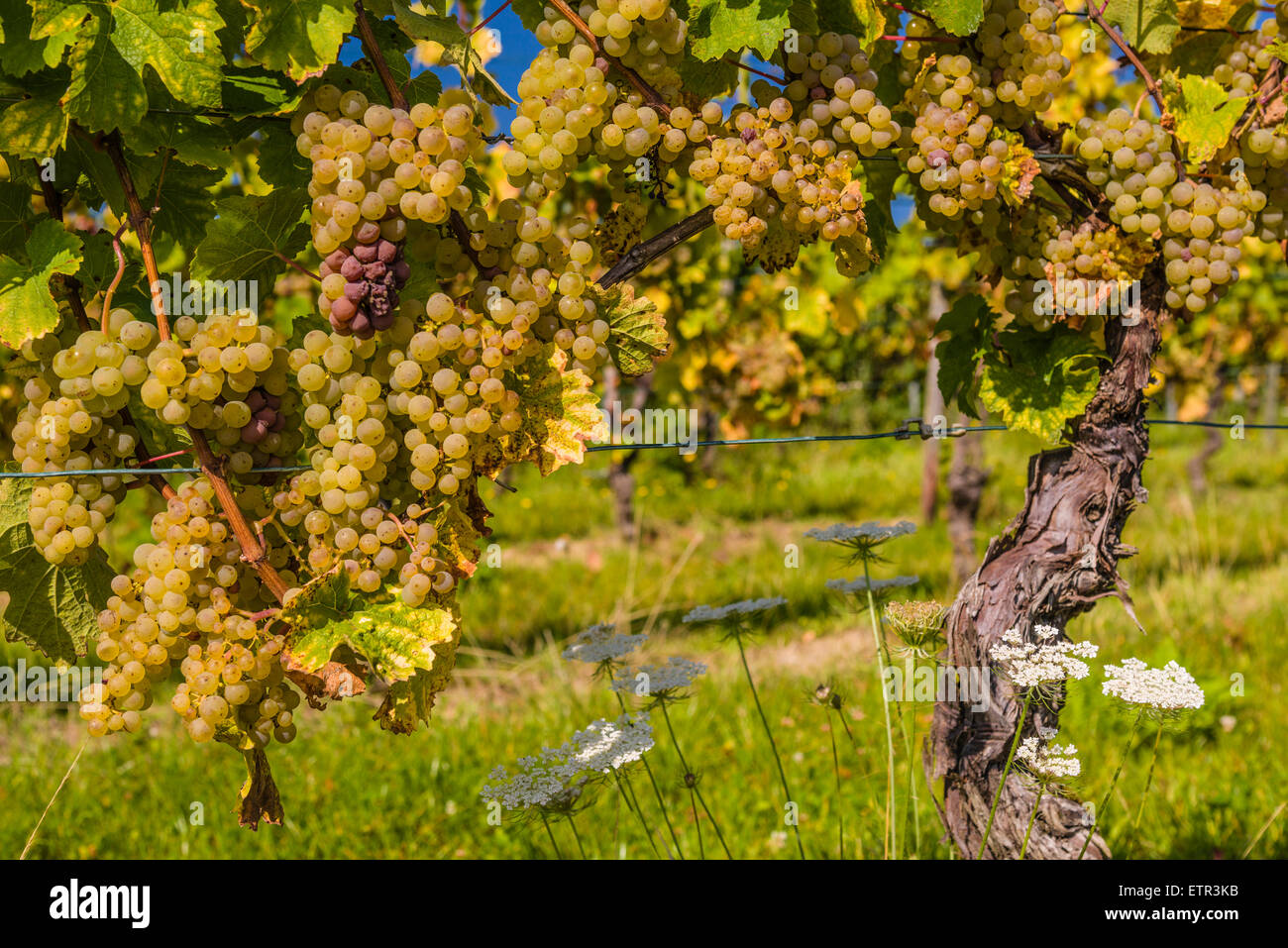 Germany, Hesse, Rheingau region, Oestrich-Winkel, district Hallgarten ...