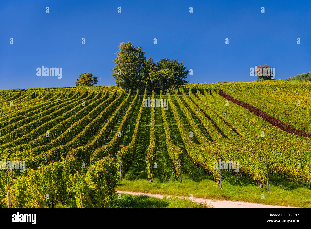 Germany, Hesse, Rheingau region, Oestrich-Winkel, district Hallgarten ...