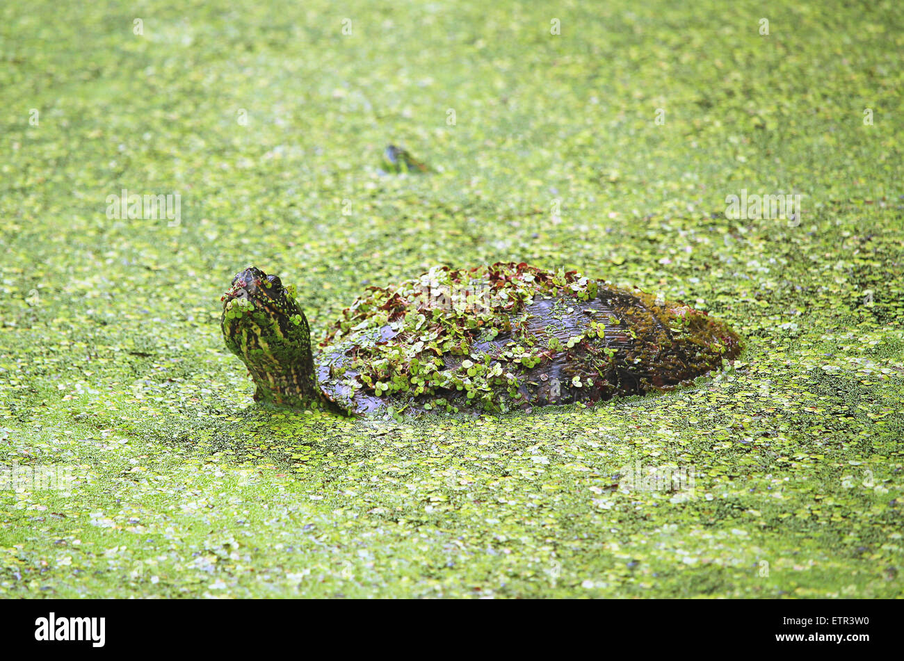 Swamp turtle hi-res stock photography and images - Alamy