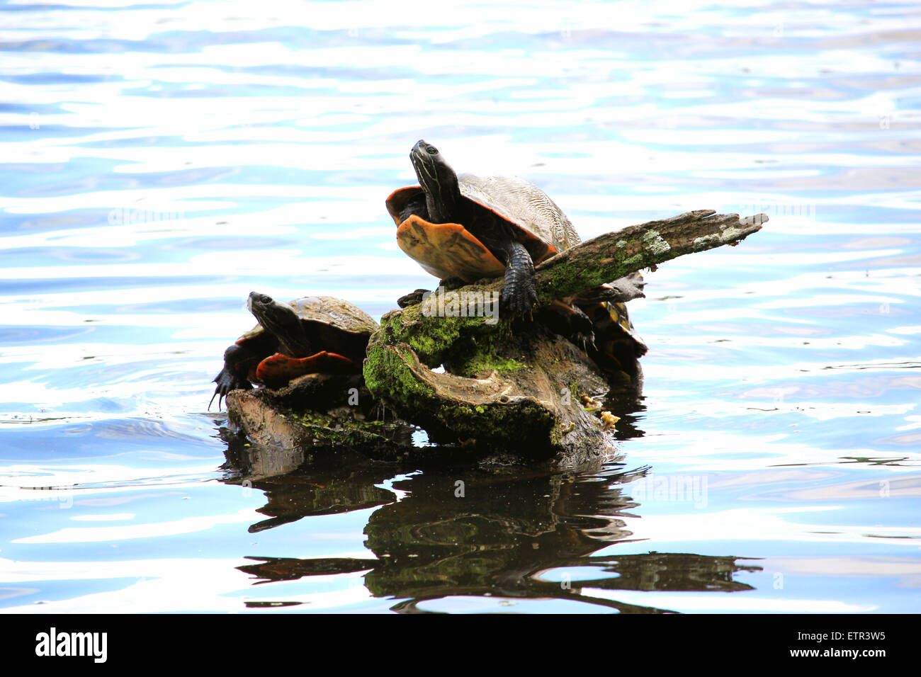 Two turtles resting on a fallen tree in the middle of a lake Stock ...