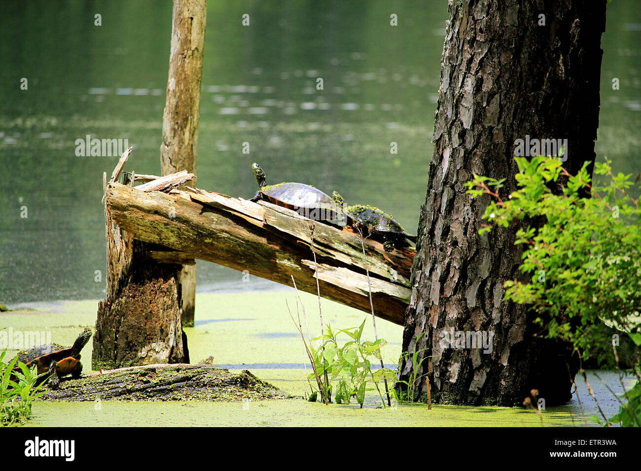 Three turtles hi-res stock photography and images - Alamy