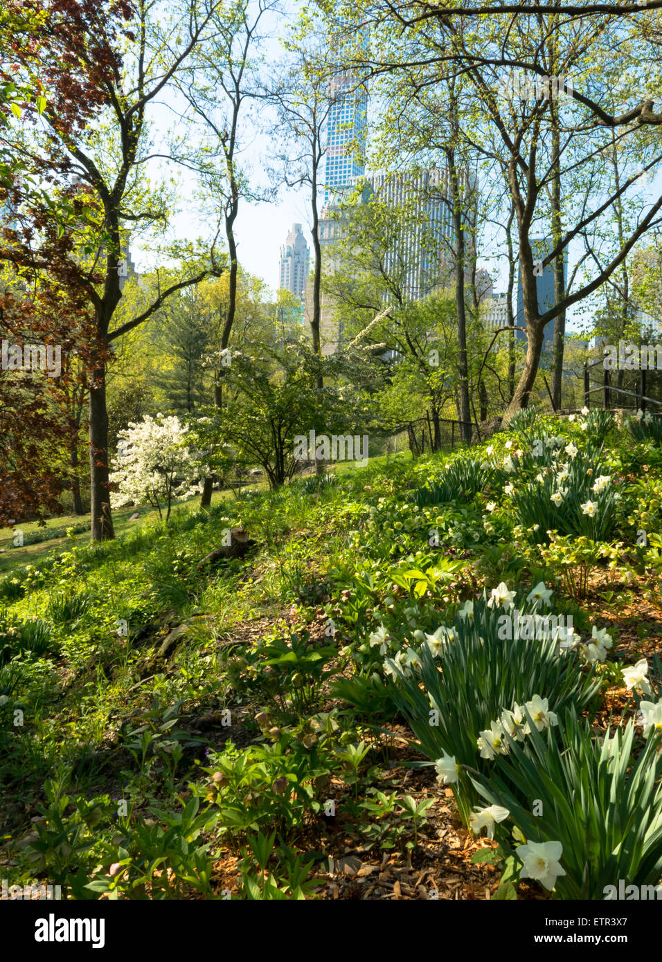 Springtime in Central Park, NYC Stock Photo - Alamy