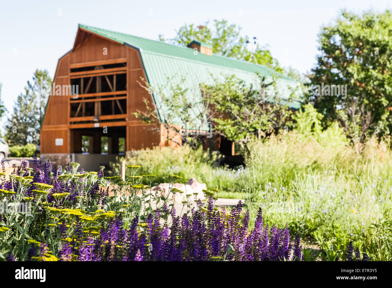 Early summer in urban vegetable garden Stock Photo - Alamy