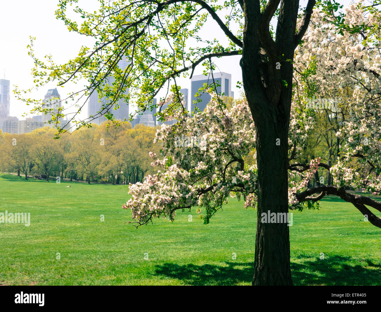 Springtime in Central Park, NYC Stock Photo - Alamy