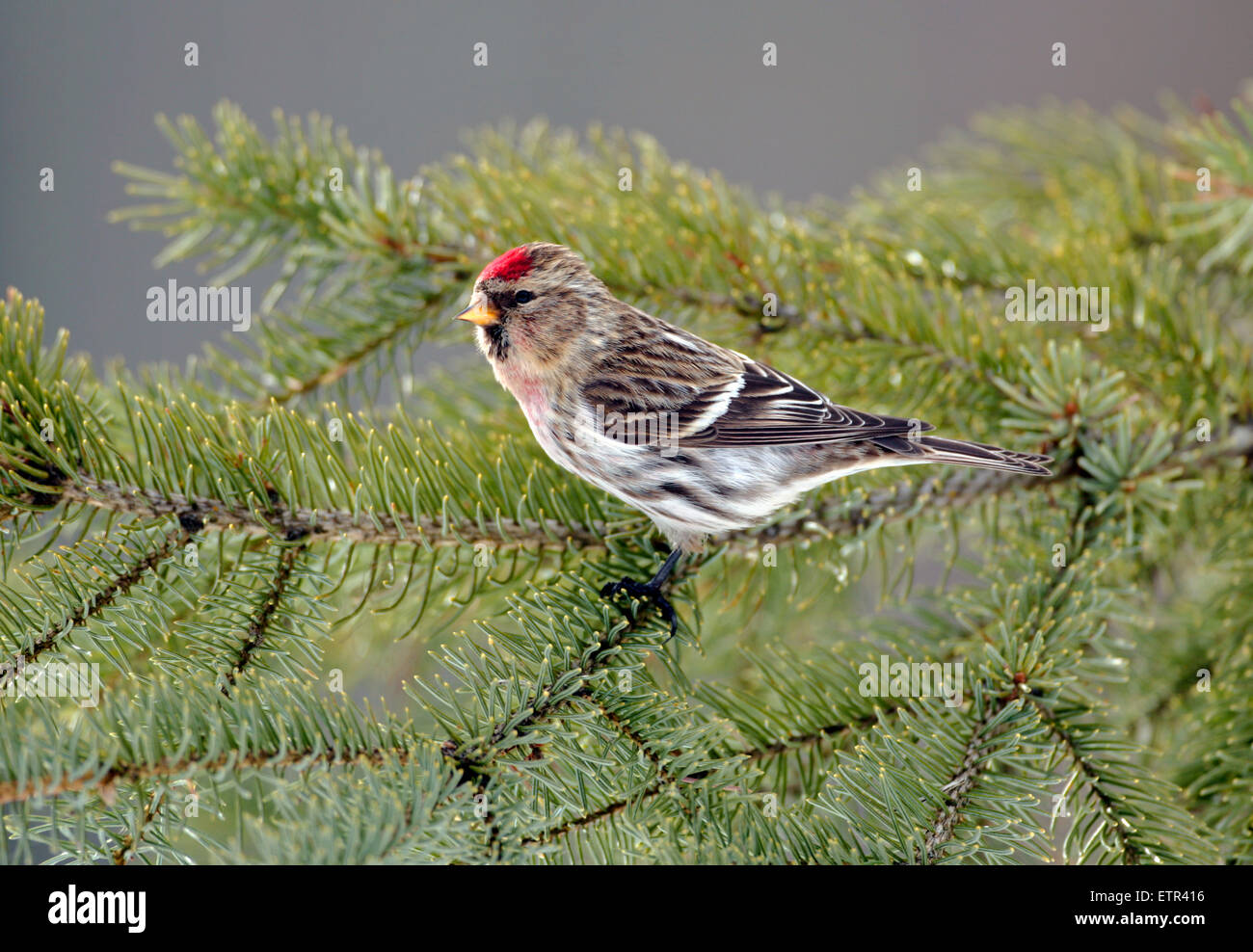 Spruce bird hi-res stock photography and images - Alamy