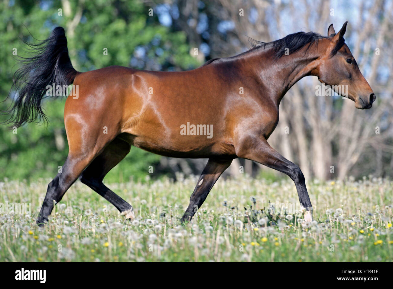 Bay Arabian Mare trotting in spring meadow, side-view Stock Photo - Alamy