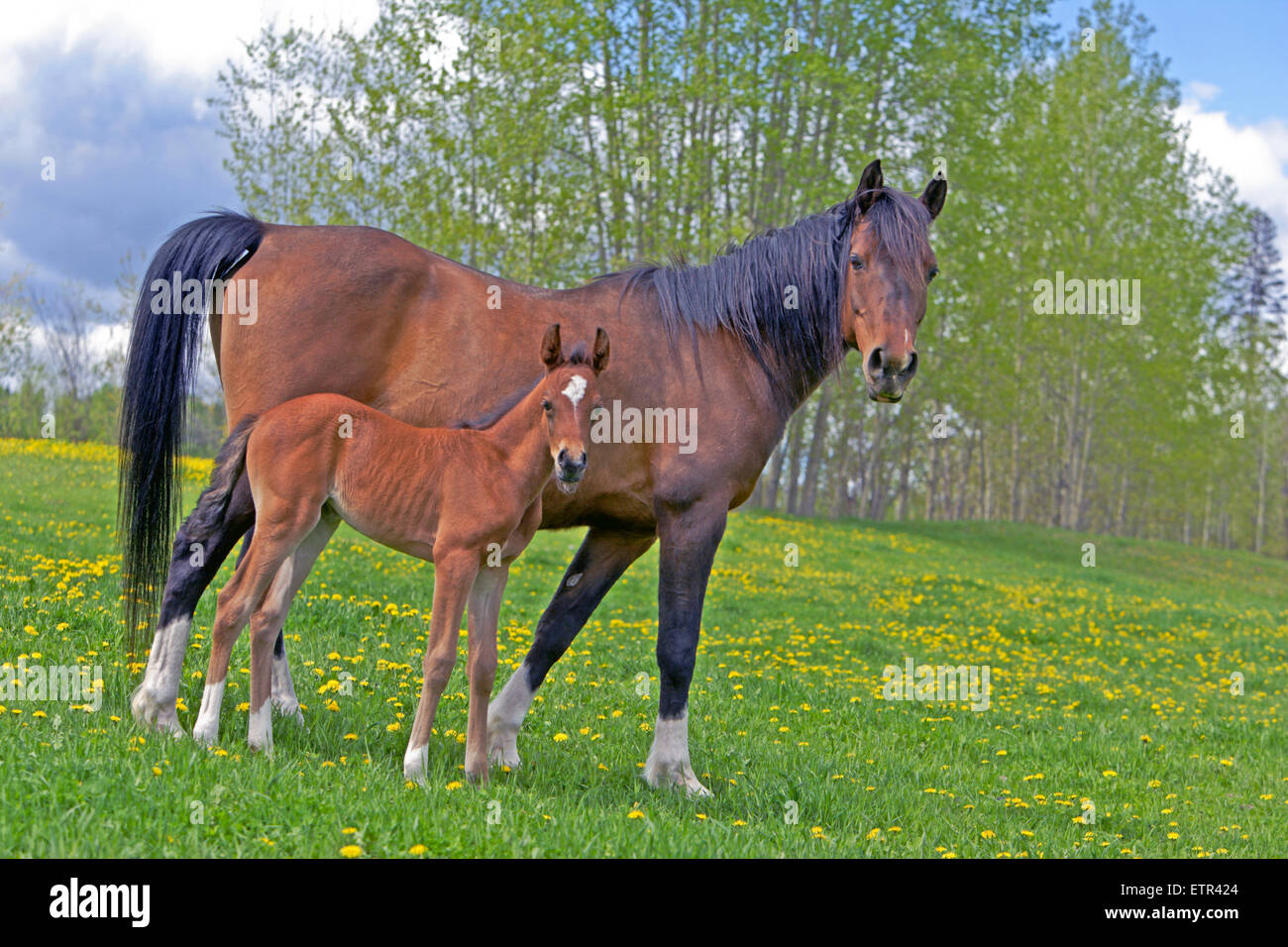 Bay Arabian Mare and her few week old foal standing together in a ...