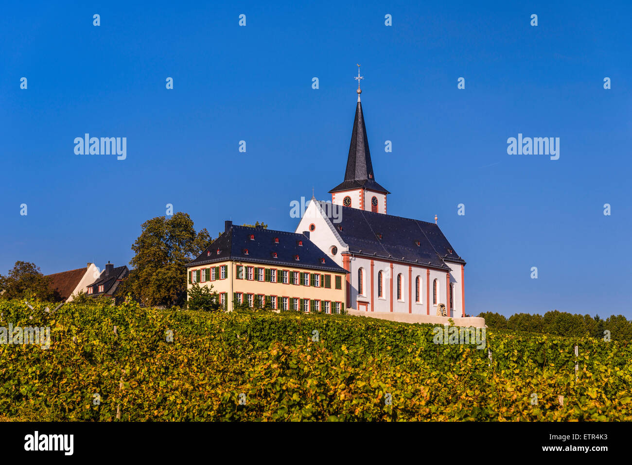 Germany, Hesse, Main-Taunus district, Hochheim am Main, vineyards ...