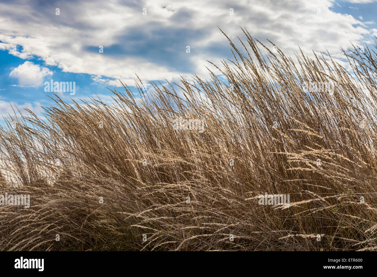 Wheat field in the wind Stock Photo - Alamy