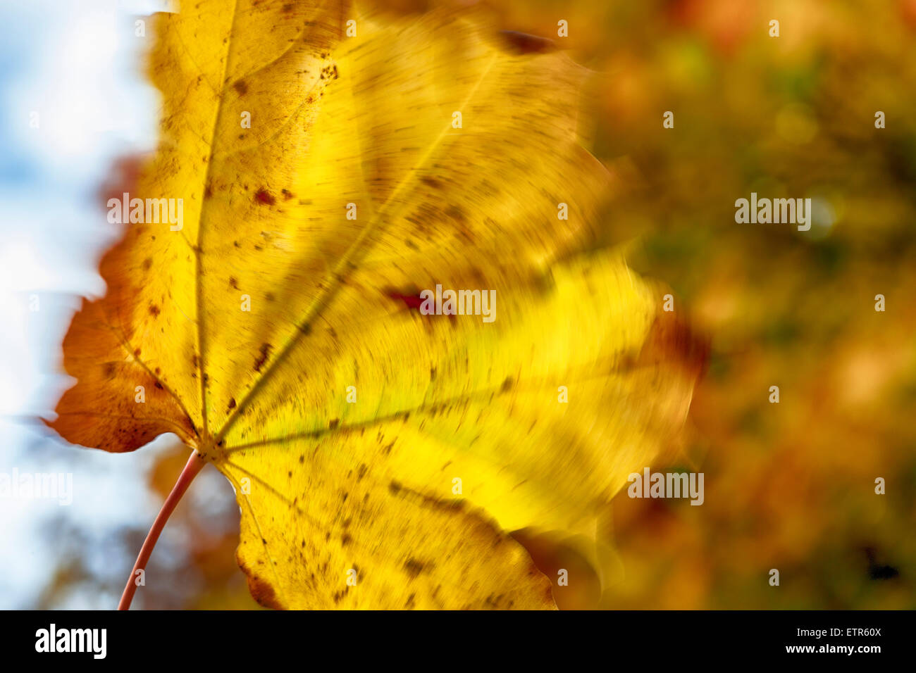 Wind blown away hi-res stock photography and images - Alamy