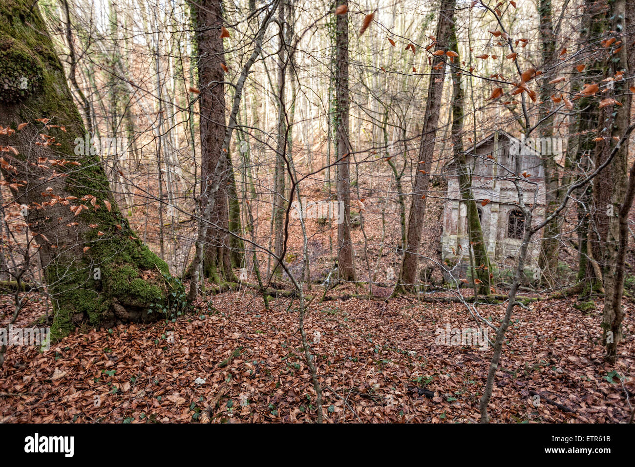 Isolated wooden hut in forest near Pähl Stock Photo - Alamy