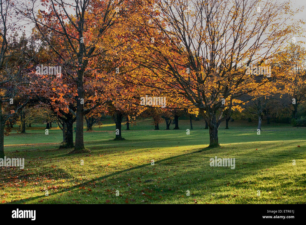 Shade trees in meadow hi-res stock photography and images - Alamy