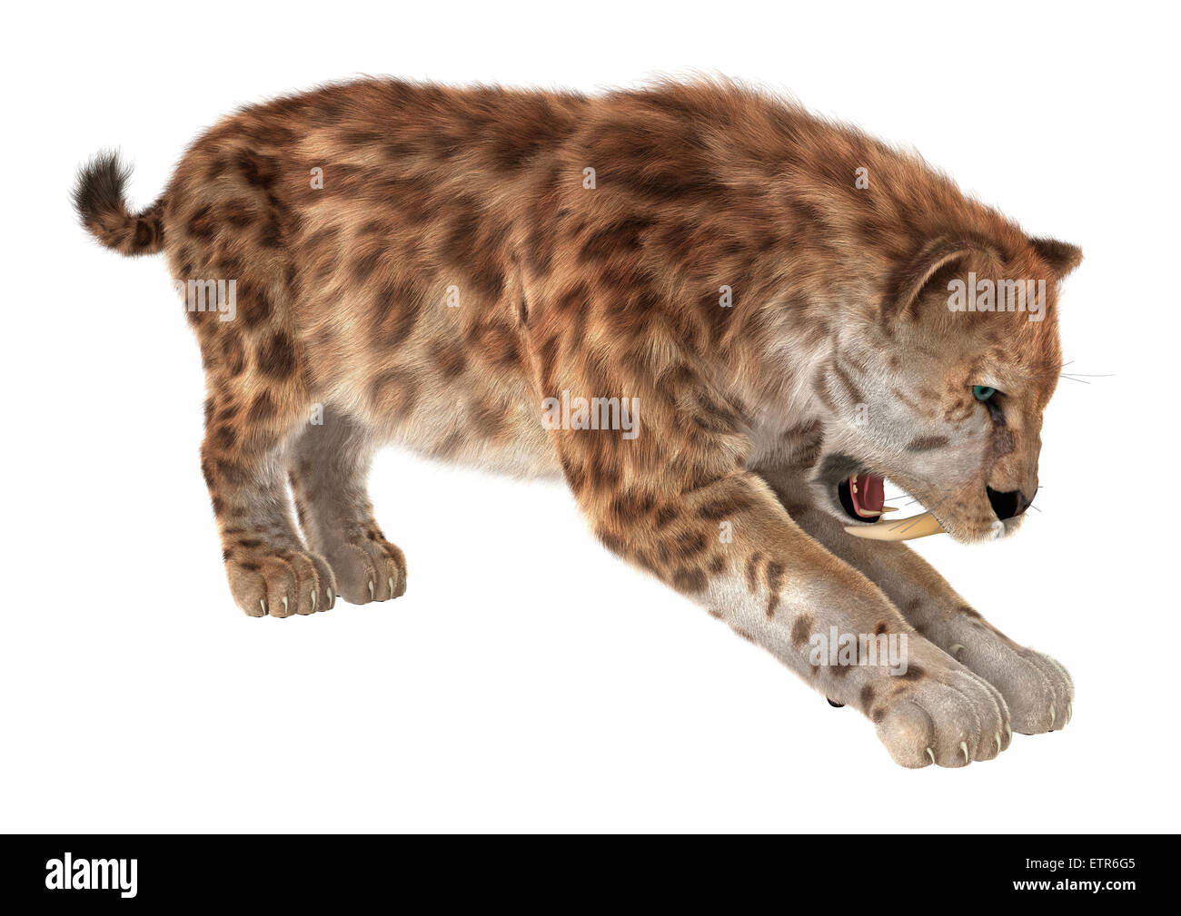 3D digital render of a big cat sabertooth isolated on white background ...