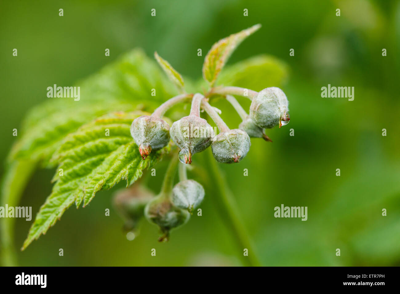 Raspberry blossoms before opening Stock Photo - Alamy