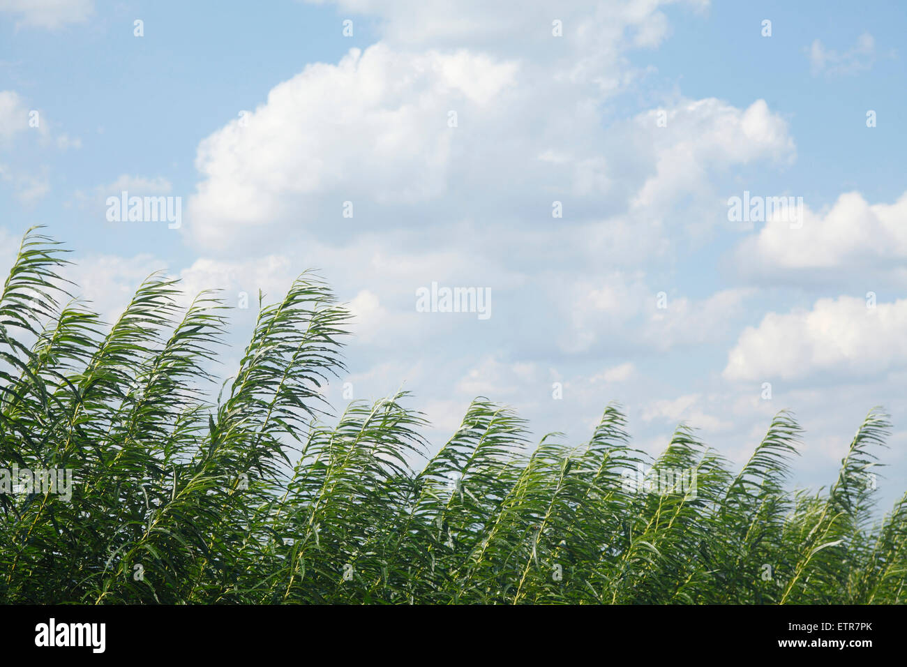 Lembruch, waterfront with grass at Dümmersee Stock Photo - Alamy