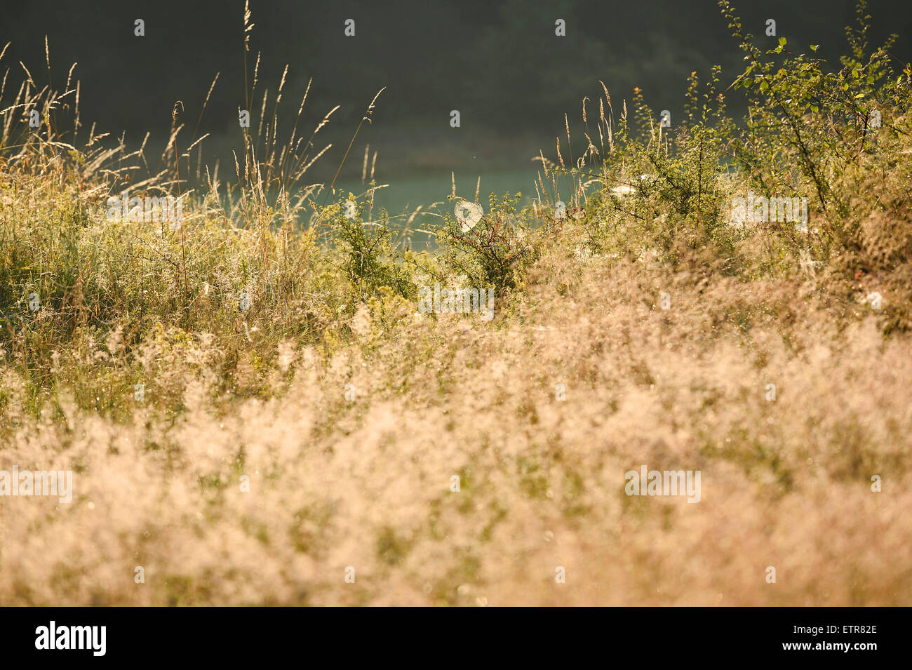 Web, dew, autumn, morning light, scenery Stock Photo - Alamy