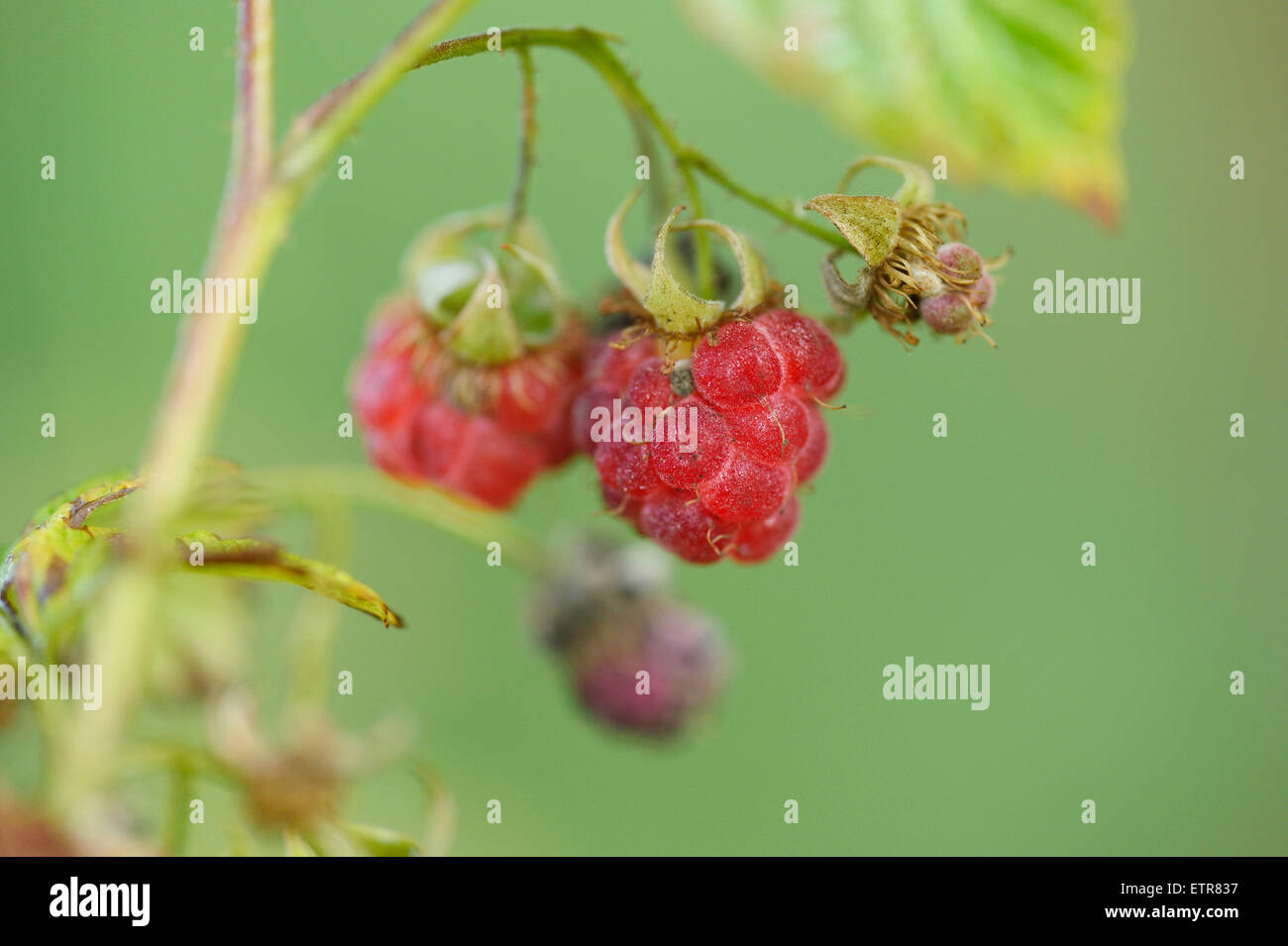 Raspberries, Rubus idaeus, fruits, ripe Stock Photo - Alamy