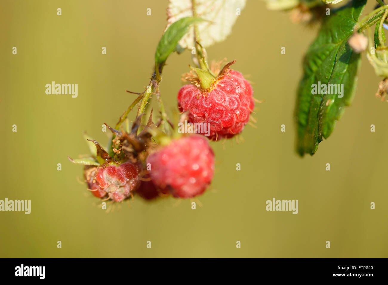 Raspberries, Rubus idaeus, fruits, ripe Stock Photo - Alamy