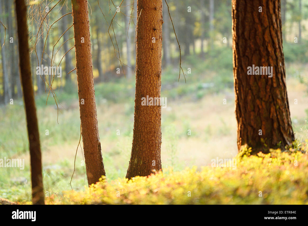 Landscape, trunks, common spruce, Picea abies Stock Photo - Alamy