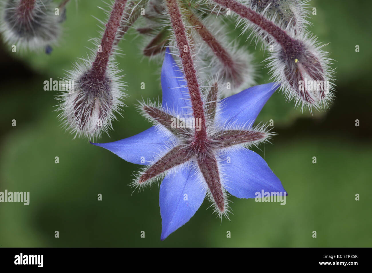 Borage, Borago officinalis Stock Photo - Alamy