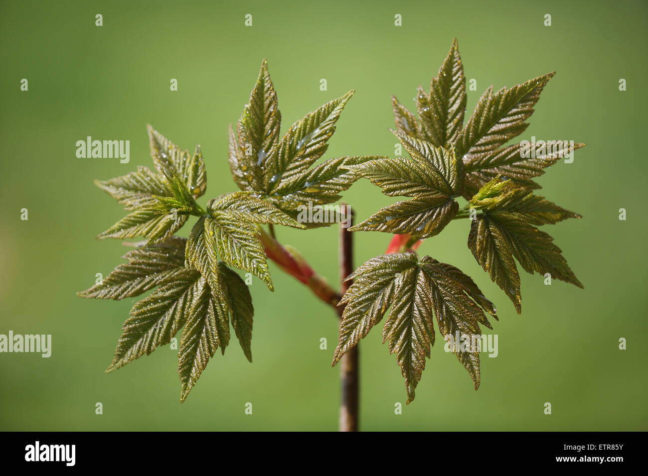 Pseudo leaves hi-res stock photography and images - Alamy