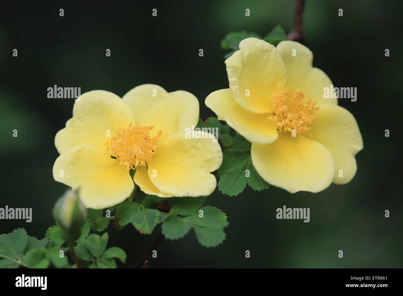 Chinese gold rose Stock Photo - Alamy