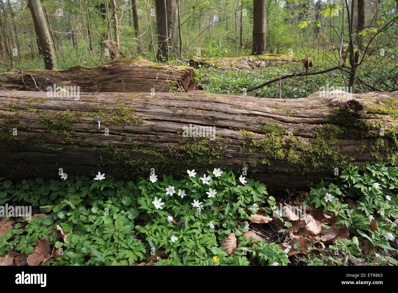 Wetlands scenery in spring Stock Photo - Alamy
