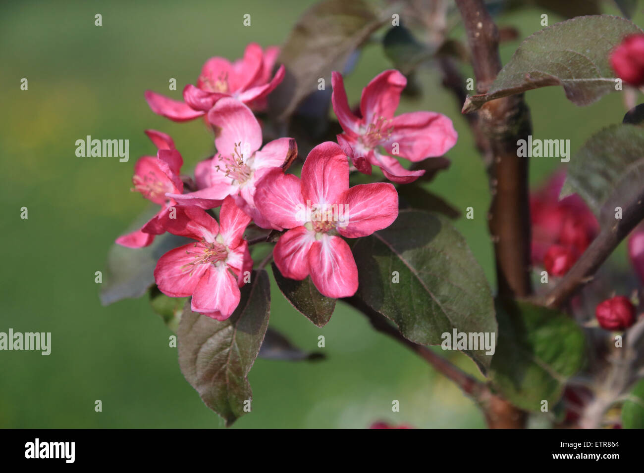 Flowering cherry tree Stock Photo - Alamy