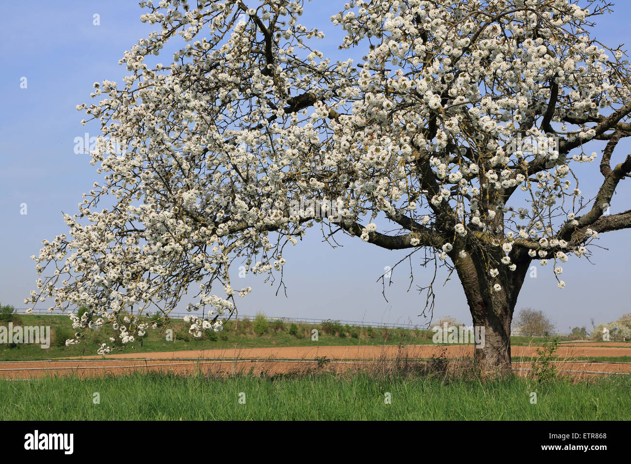 Flowering cherry tree Stock Photo - Alamy