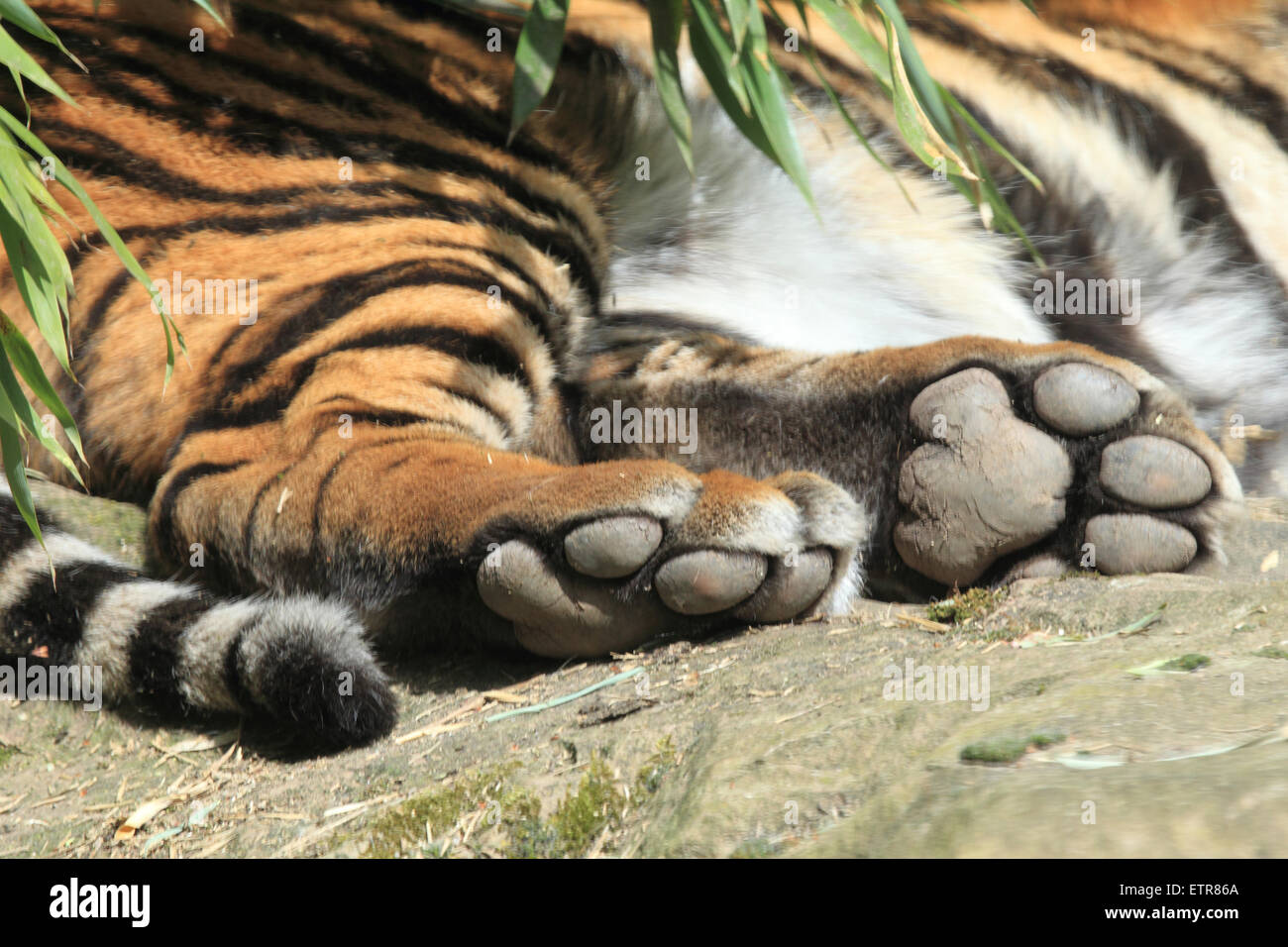Tiger paws hi-res stock photography and images - Alamy