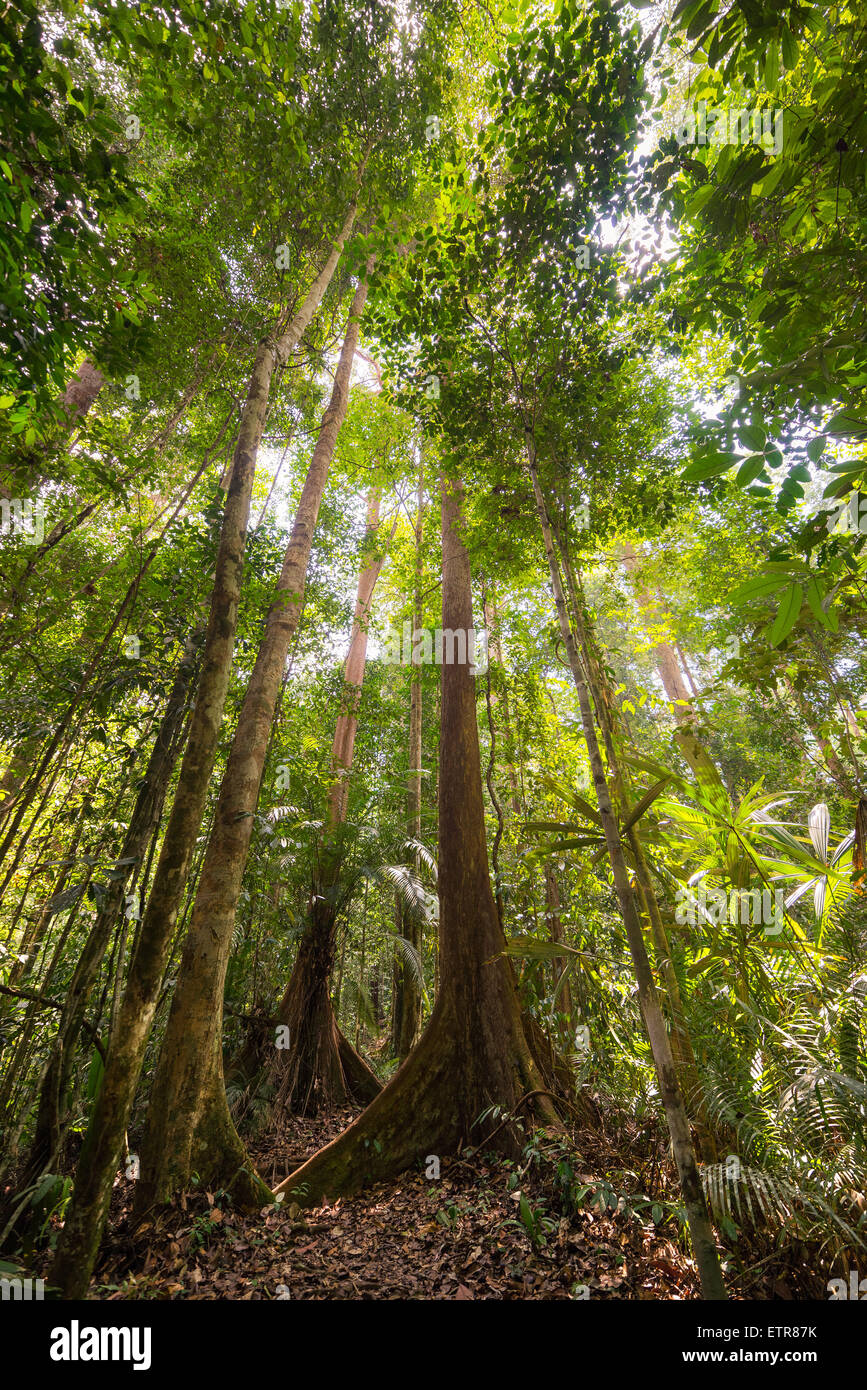 Wide angle view from below of the majestic tall trees in the dense ...
