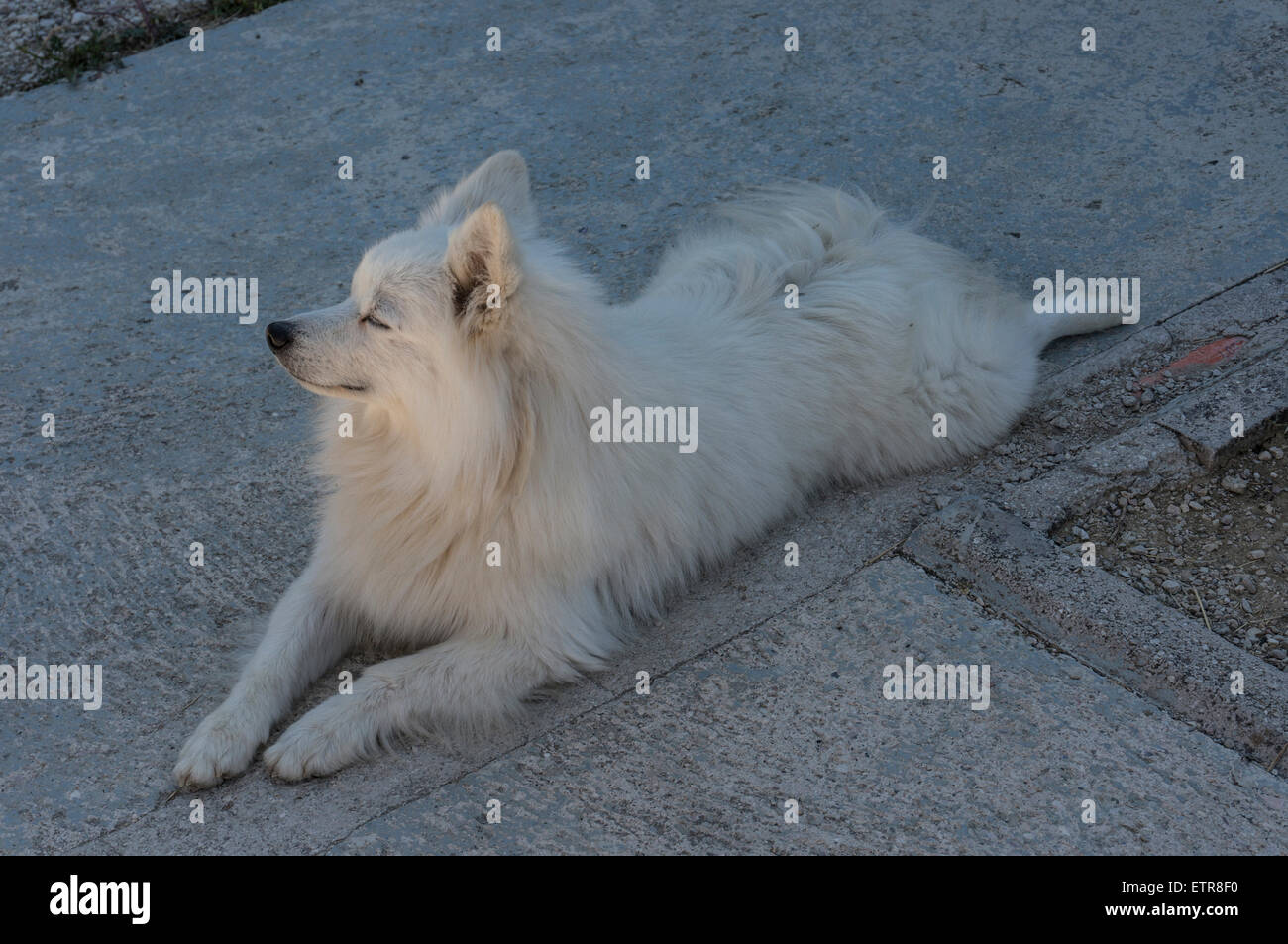 Spitz dog in front of museum in Carsulae, Umbria, Italy Stock Photo - Alamy