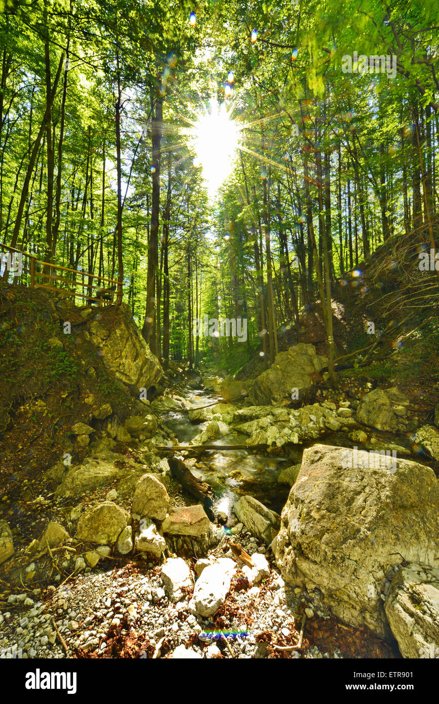 Stream in light forest backlit Stock Photo - Alamy