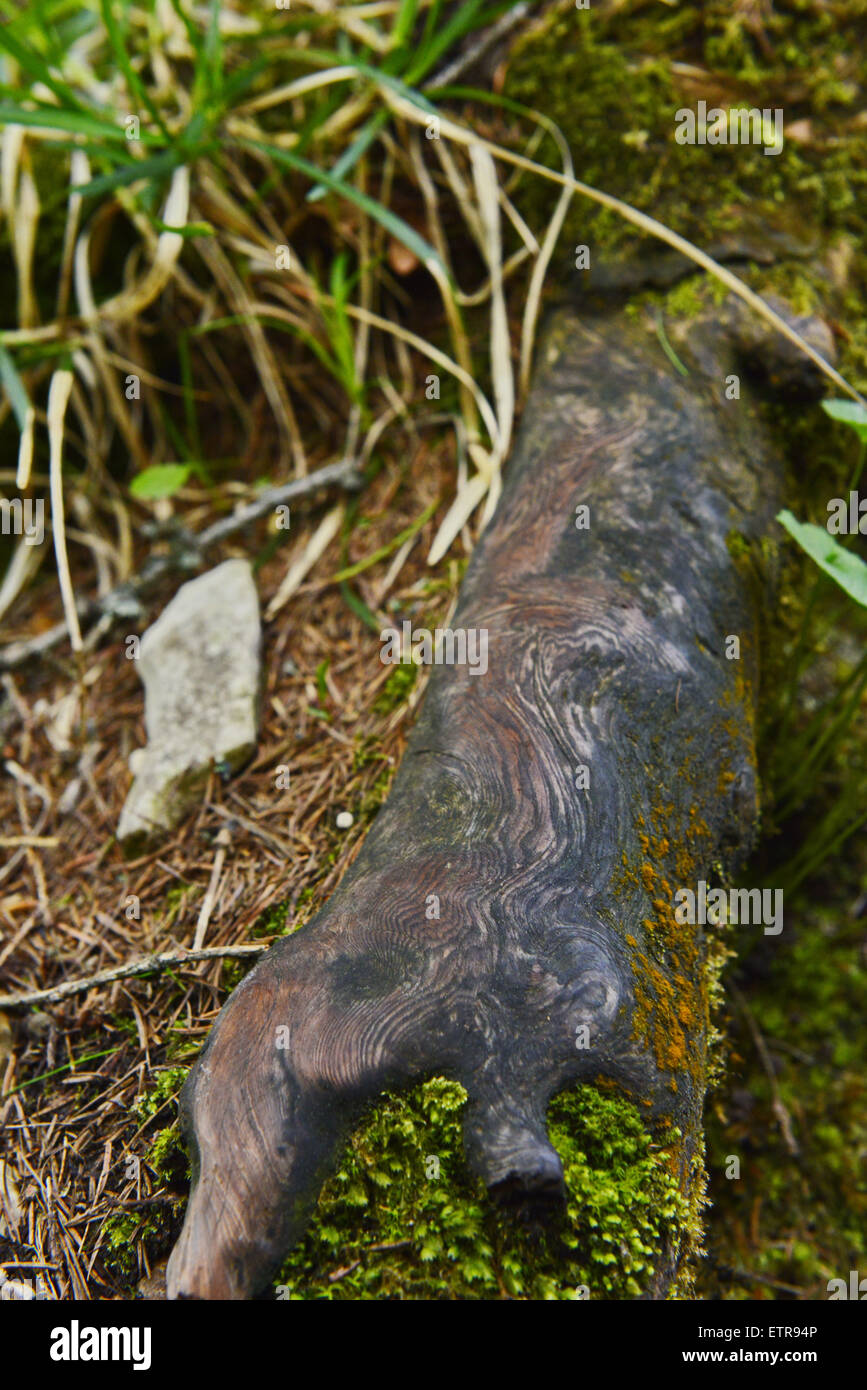 Root with grain on the wayside Stock Photo - Alamy