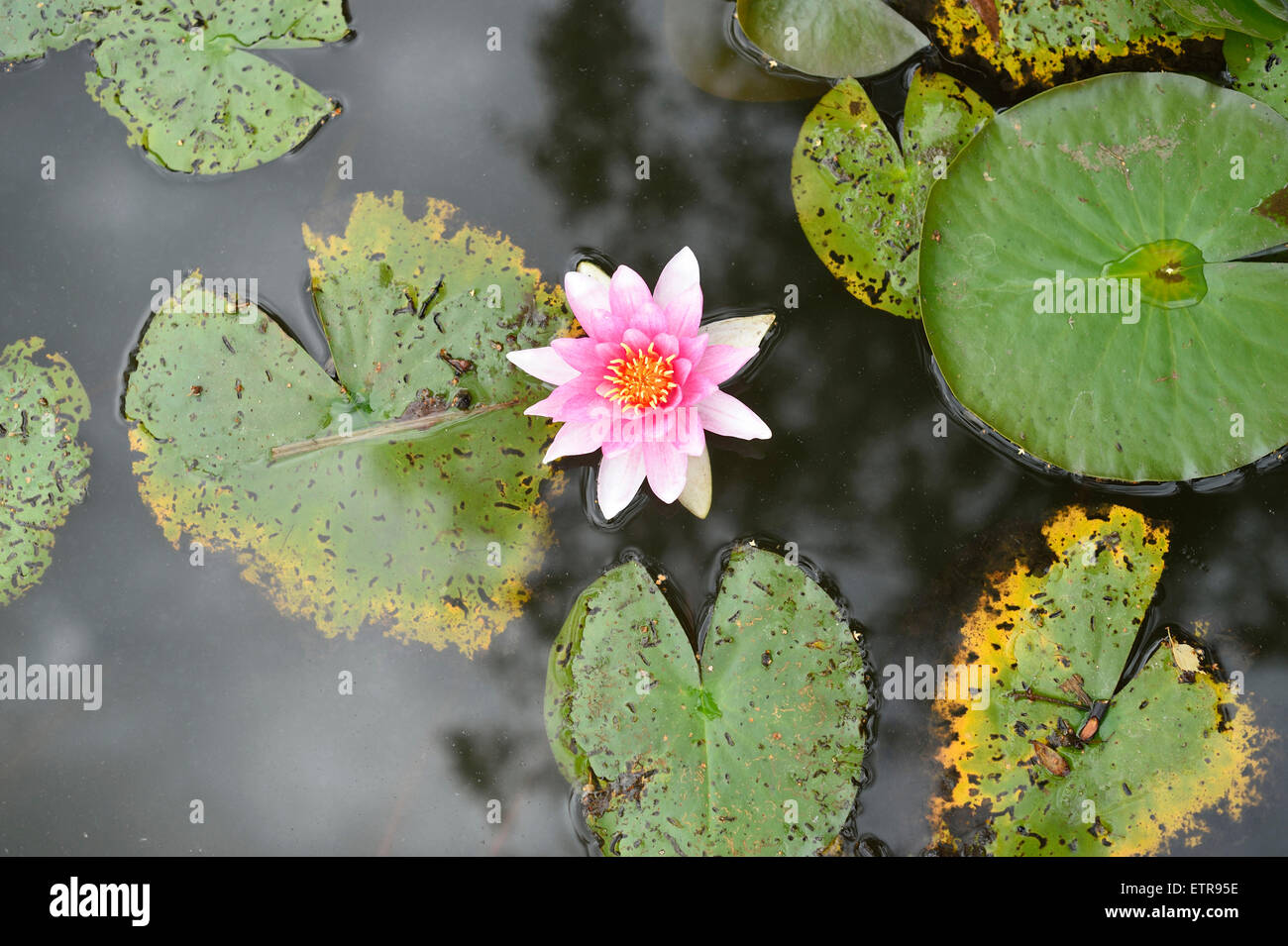 Water lily, Nymphaea 'Attraction', blossoms Stock Photo - Alamy