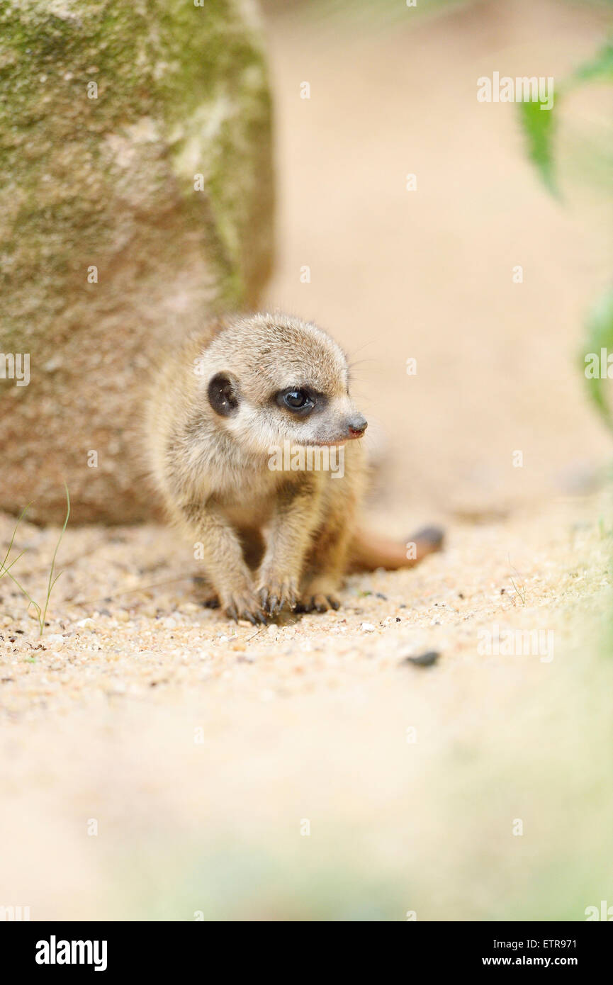 Suricata Babies Stock Photos & Suricata Babies Stock Images - Alamy
