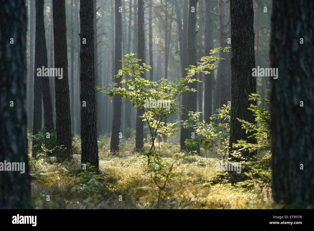 Landscape, common oak, Quercus robur, pinewood Stock Photo - Alamy