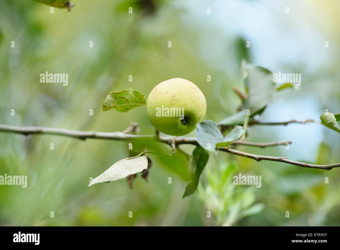Apple, Malus domestica, fruit, unripe Stock Photo - Alamy