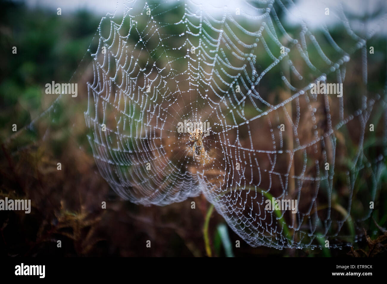 Dewdrops on spider's web with spider Stock Photo - Alamy