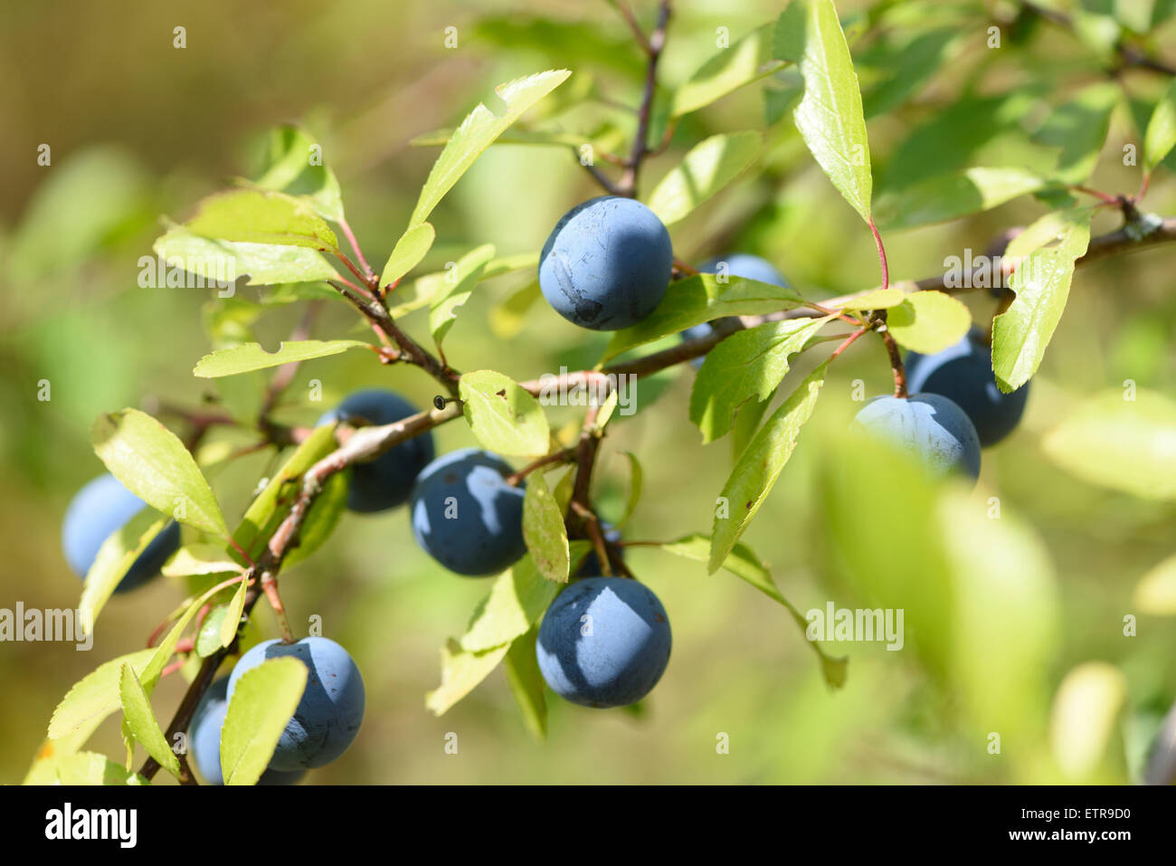 Blackthorn, Prunus spinosa, fruits, ripe Stock Photo - Alamy