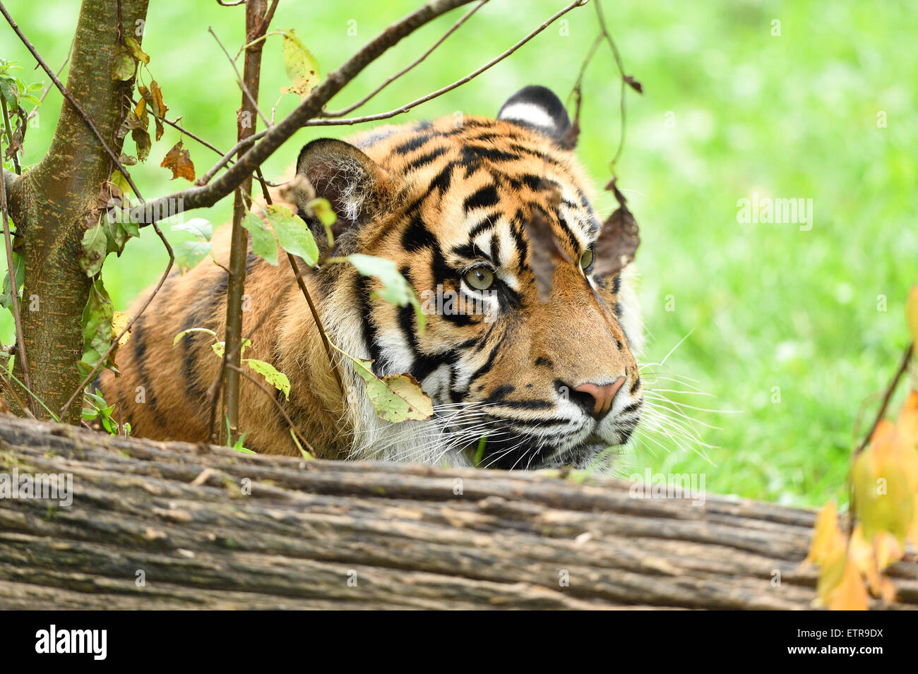 Sumatra tiger, Panthera tigris sumatrae, portrait, bushes, side view ...