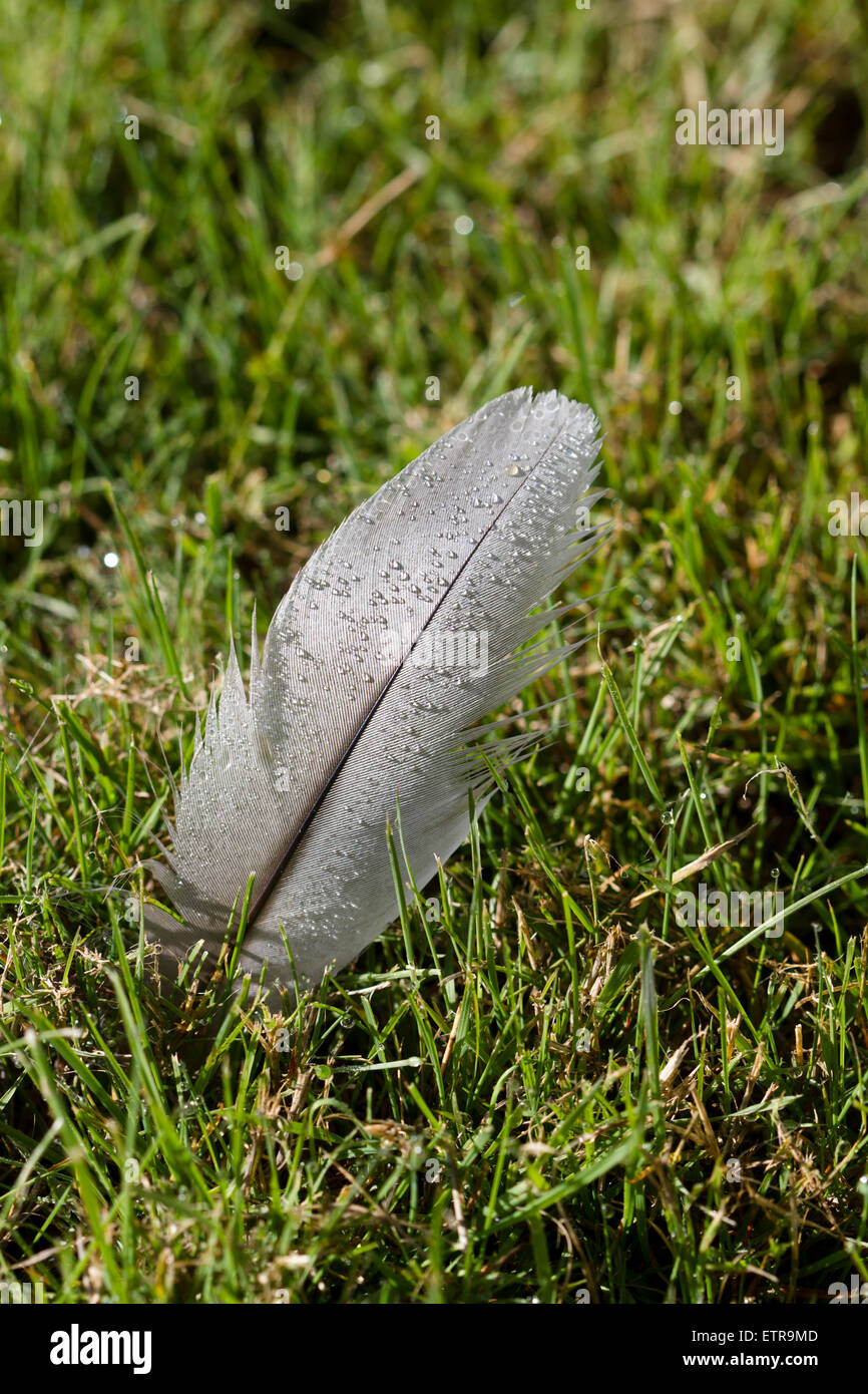 Bird feather in the morning dew hi-res stock photography and images - Alamy