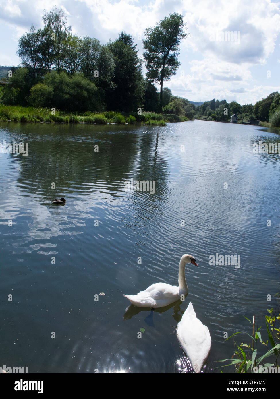 Swans on the river Ruhr Stock Photo - Alamy