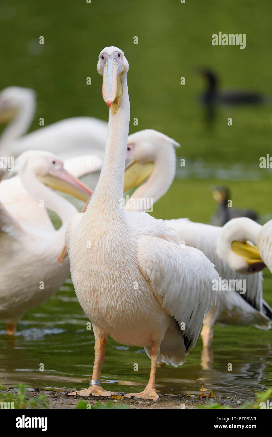 White Pelican, Pelecanus onocrotalus, shore, frontal, standing, looking ...