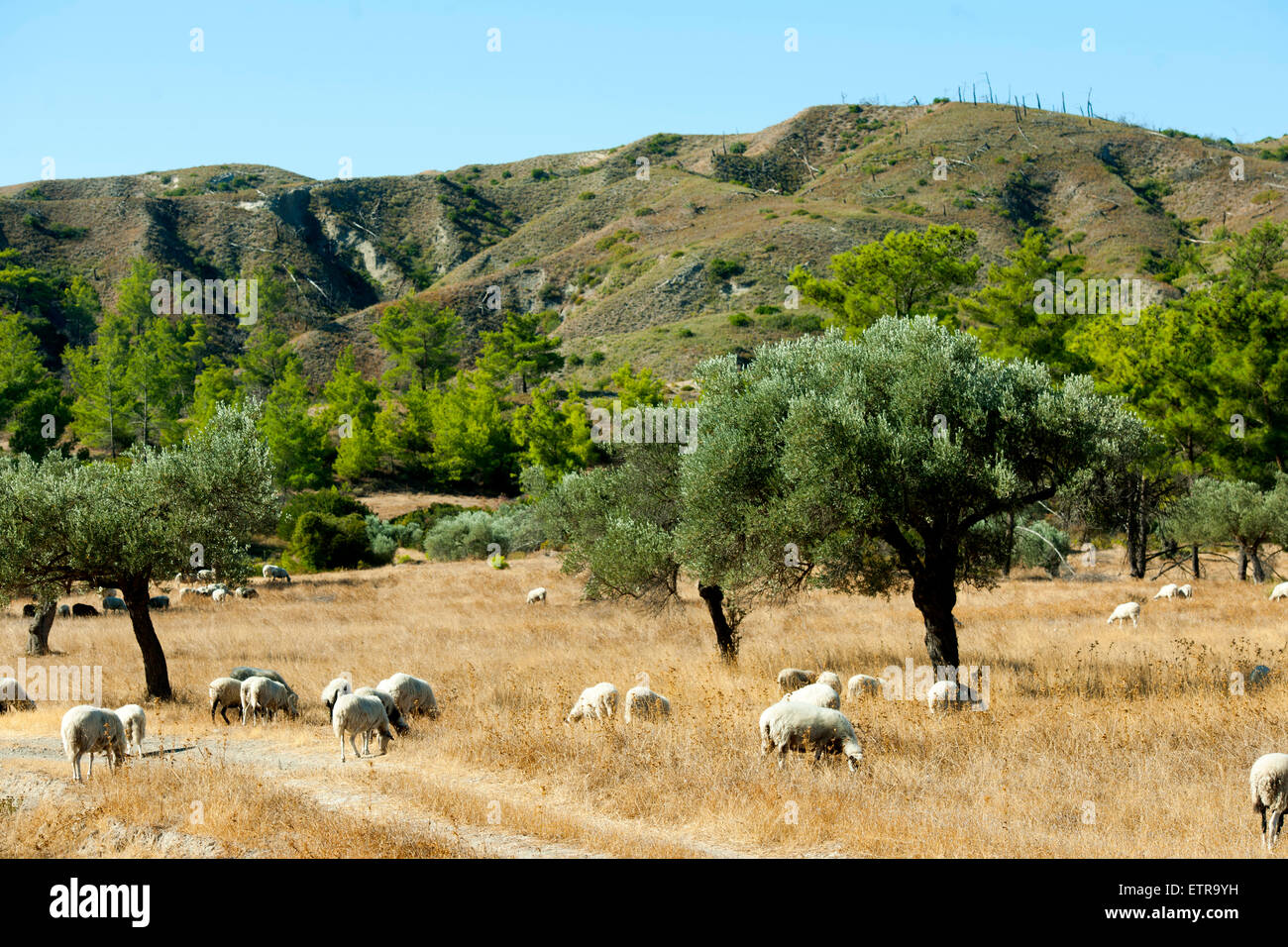 Asklipion hi-res stock photography and images - Alamy