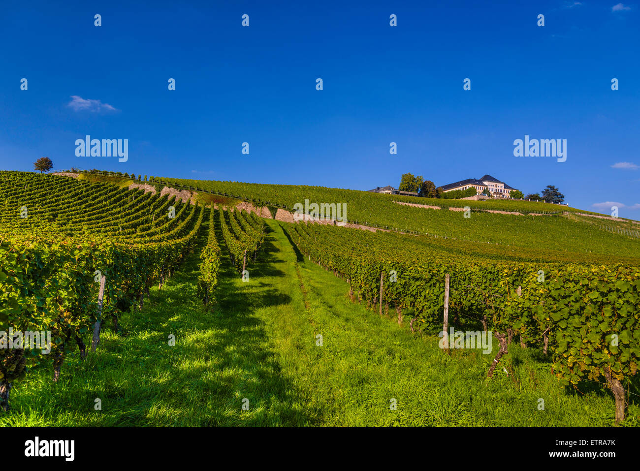 Johannisberg hesse hi-res stock photography and images - Alamy