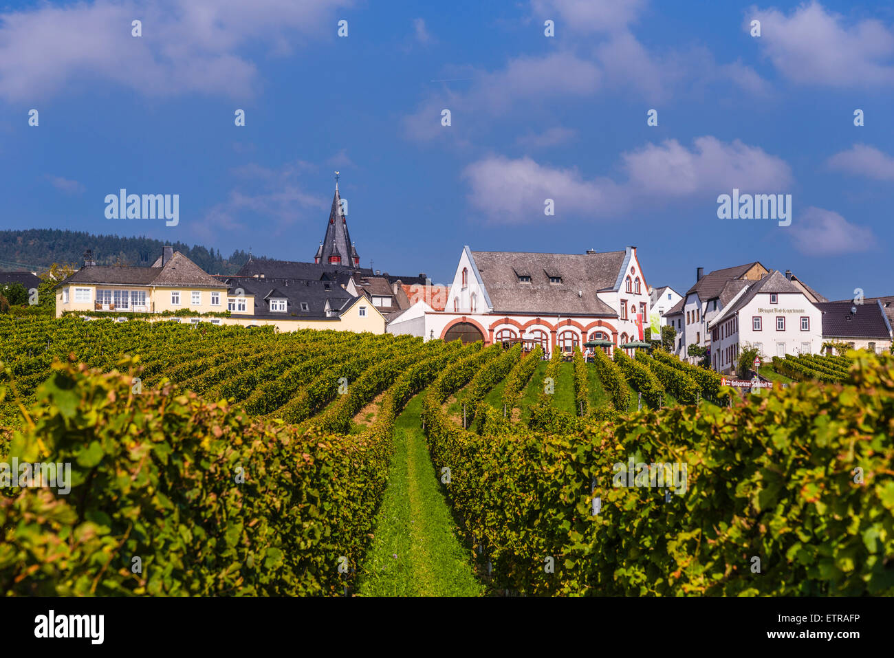 Germany, Hesse, Rheingau region, Oestrich-Winkel, district Hallgarten ...