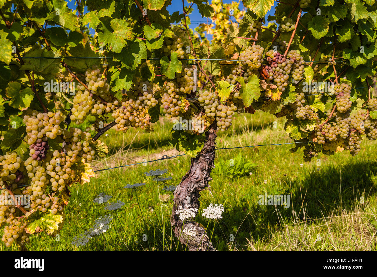 Germany, Hesse, Rheingau region, Oestrich-Winkel, district Hallgarten ...