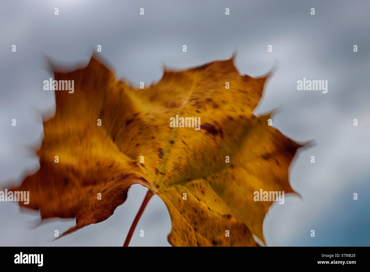 Wind blown leaf hi-res stock photography and images - Alamy